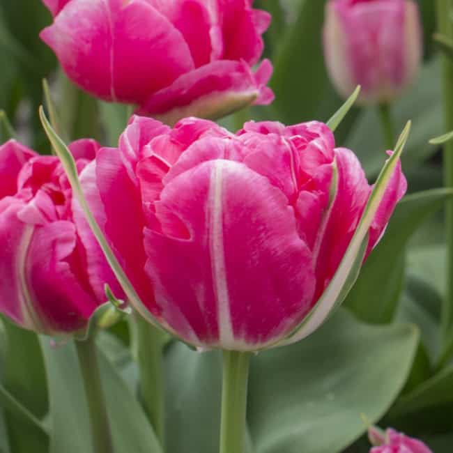 Tulipe Pink Parfait - Rose - Double | Mes Tulipes - Le guide Tulipophile