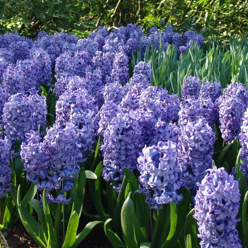 Jacinthe Delft Blue - Variété d'un bleu intense