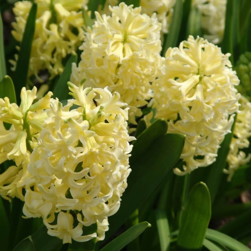 Jacinthe City of Haarlem - Jaune clair