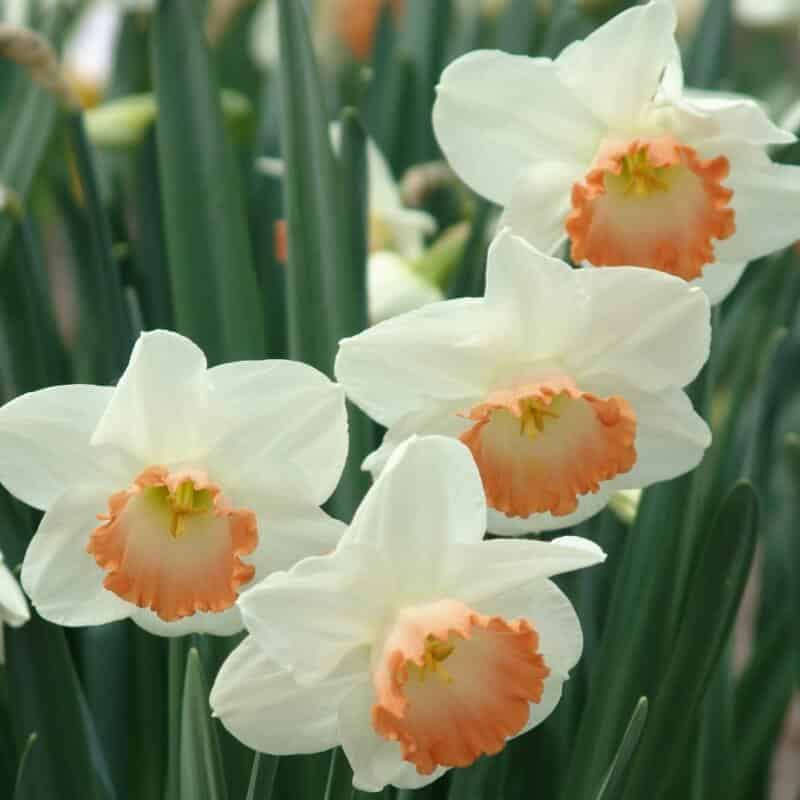 Narcissus Pink Charm